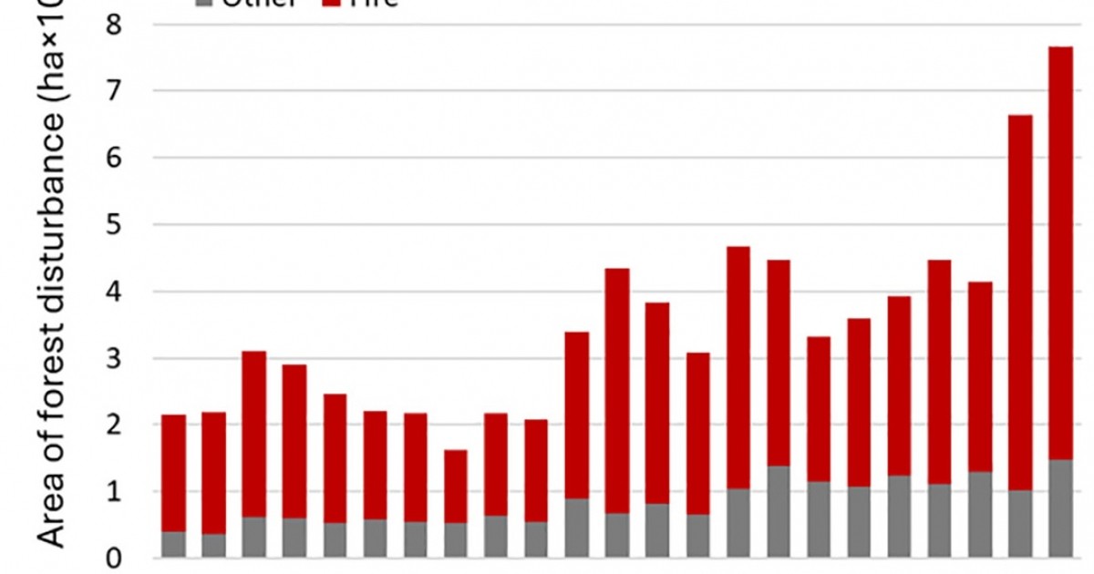 Forest Loss Caused by Wildfires Has Reached Record Levels in 2023 and ...