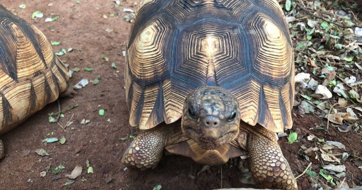 GEOG Researcher's Case Study of Rare, Endangered Tortoise Highlights ...